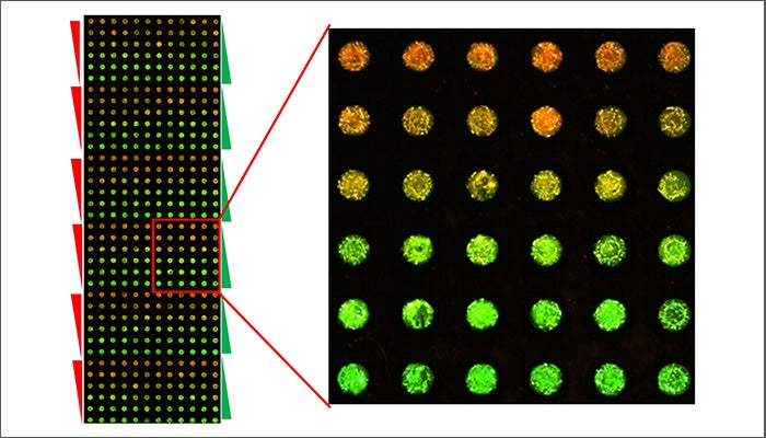 New Biochip Mimics Liver To Make Drug Discovery Faster, Easier – Every ...