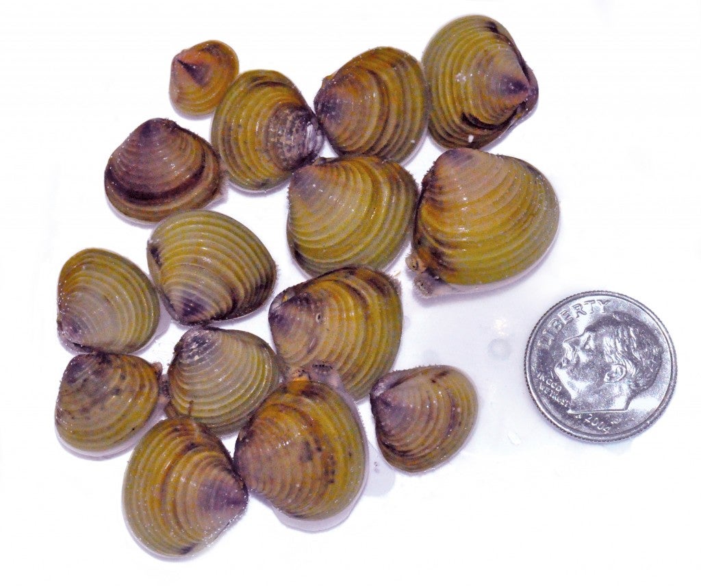 Biologist Honored for Work Protecting Lake George Against Invasive ...